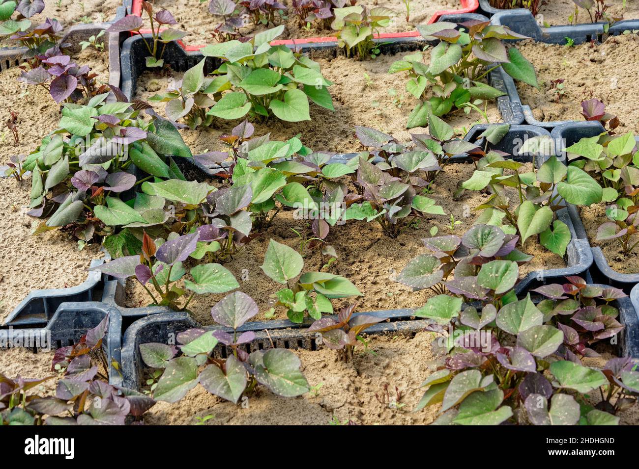 Yam varieties hi-res stock photography and images - Alamy