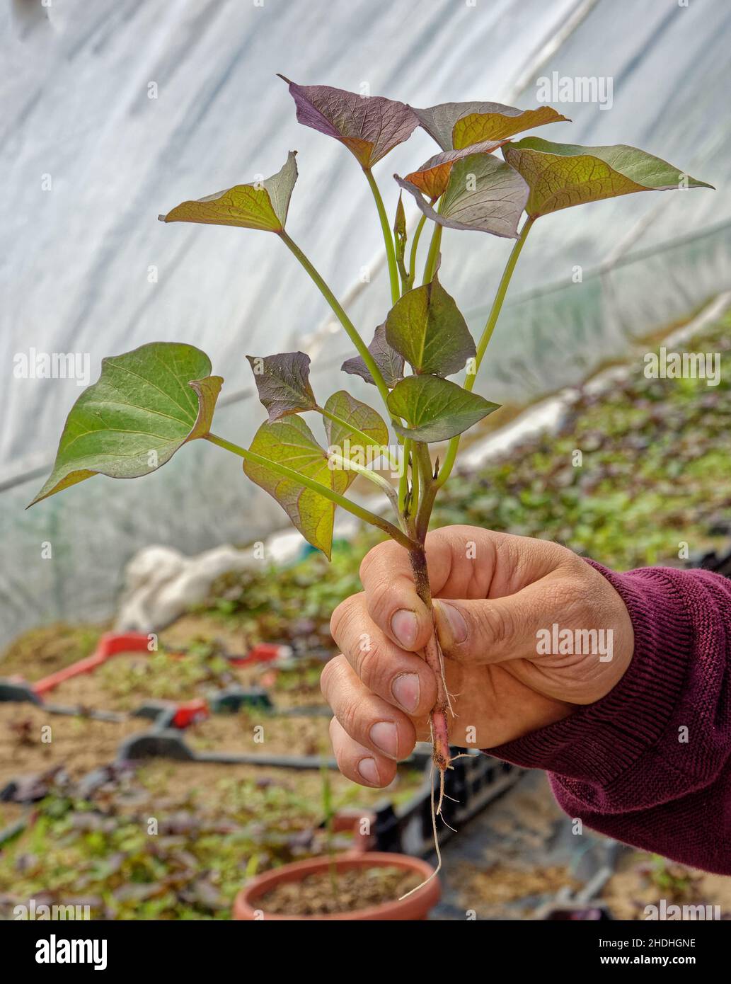 Yam varieties hi-res stock photography and images - Alamy