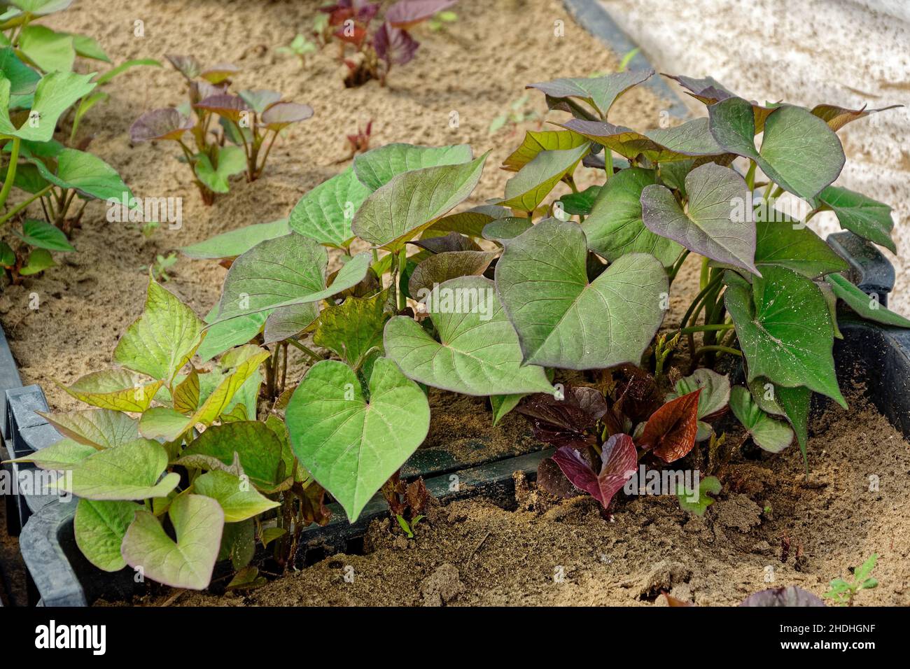 Yam varieties hi-res stock photography and images - Alamy