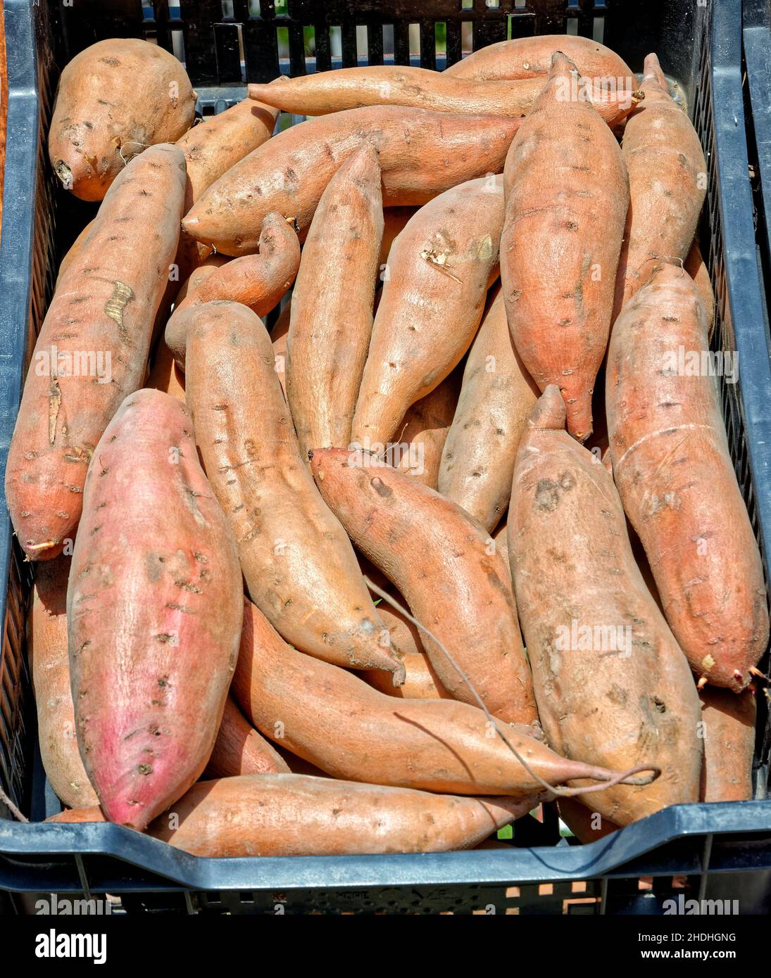 Yam varieties hi-res stock photography and images - Alamy
