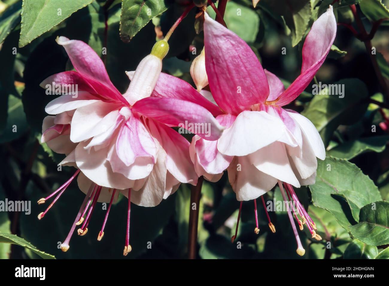 Fuchsia 'Devonshire Dumpling' a perennial hardy autumn summer flowering ...