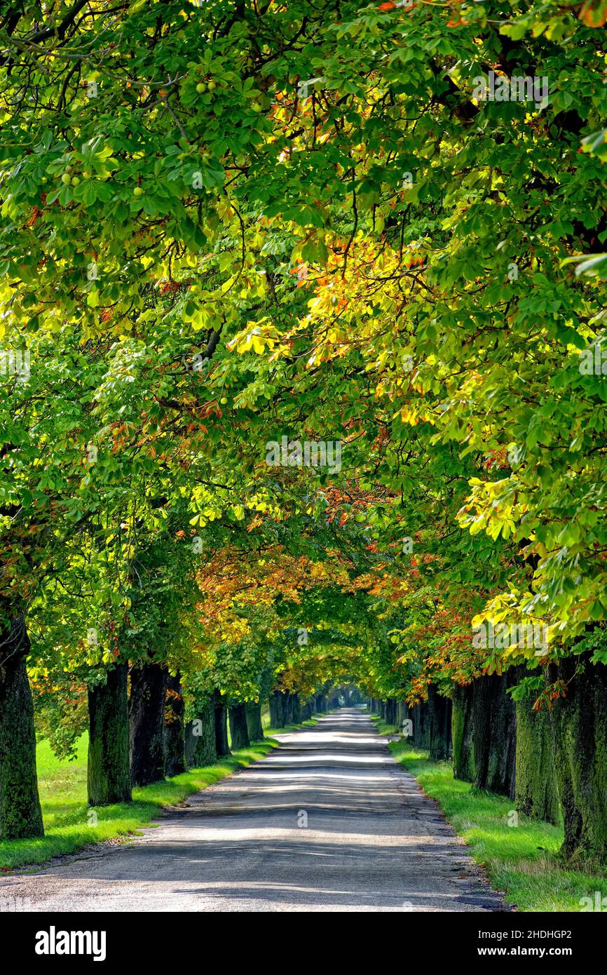 Natures avenue hi-res stock photography and images - Alamy
