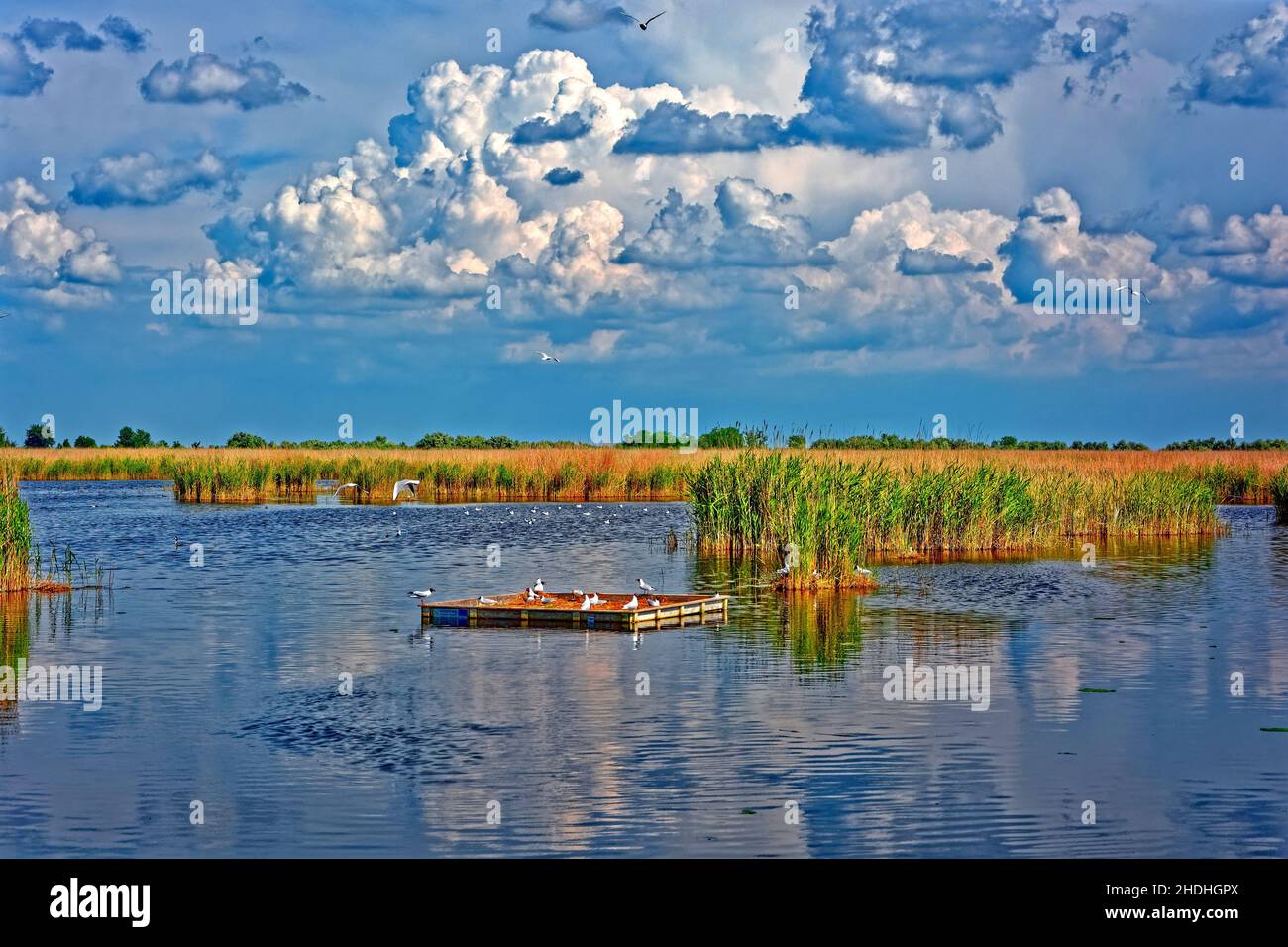 Reeds of lake neusiedl hi-res stock photography and images - Alamy
