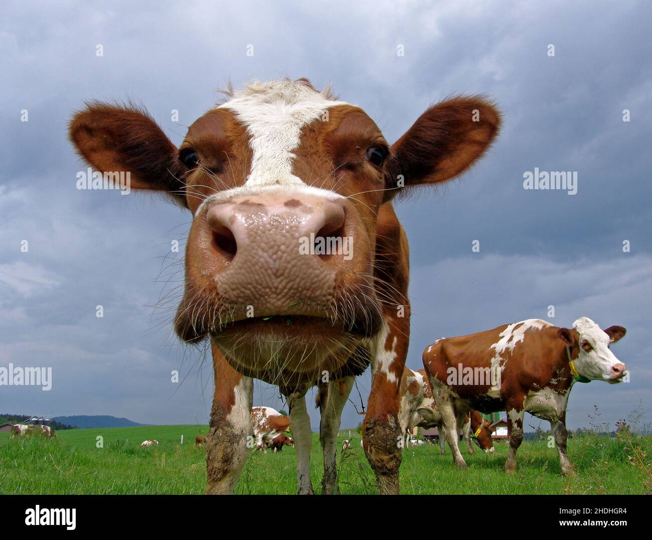 cow, pasture, animal mouth, cows, pastures, animal mouths Stock Photo ...