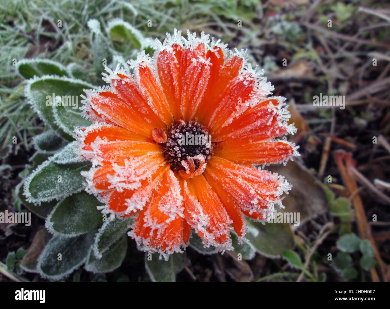 frost, flower garden, calendula, frosts, flower bed, flower gardens ...