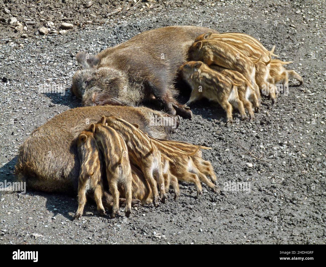 wild boar, wild piglet, wild boars, wild piglets Stock Photo - Alamy