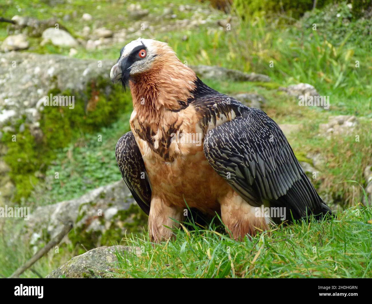 scavengers, bearded vulture, scavenger, bearded vultures Stock Photo ...