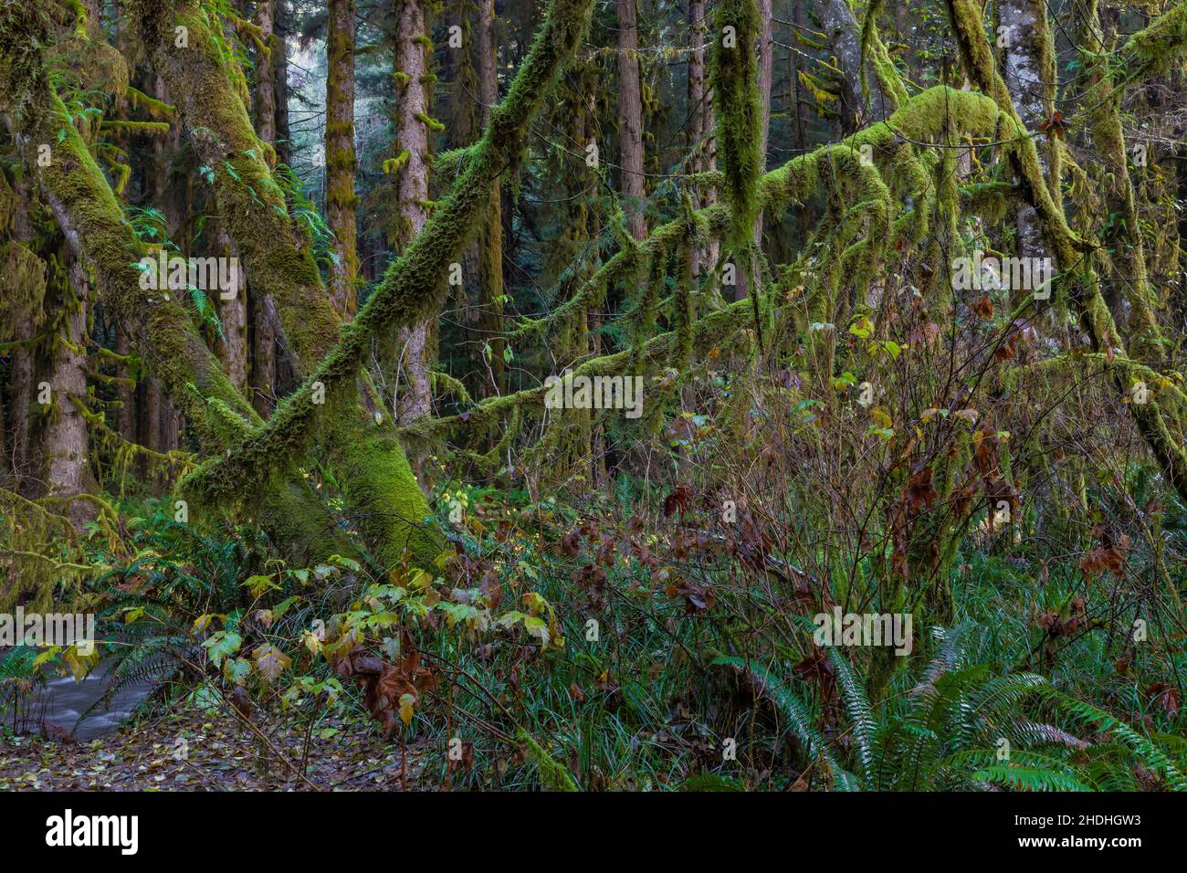Moss-covered Vine Maples and other small trees in Redwood National and ...