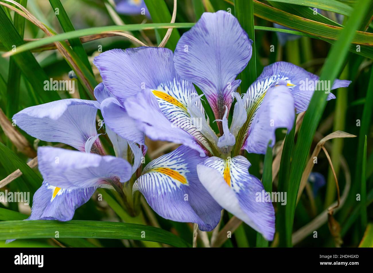 Algerian iris hi-res stock photography and images - Alamy