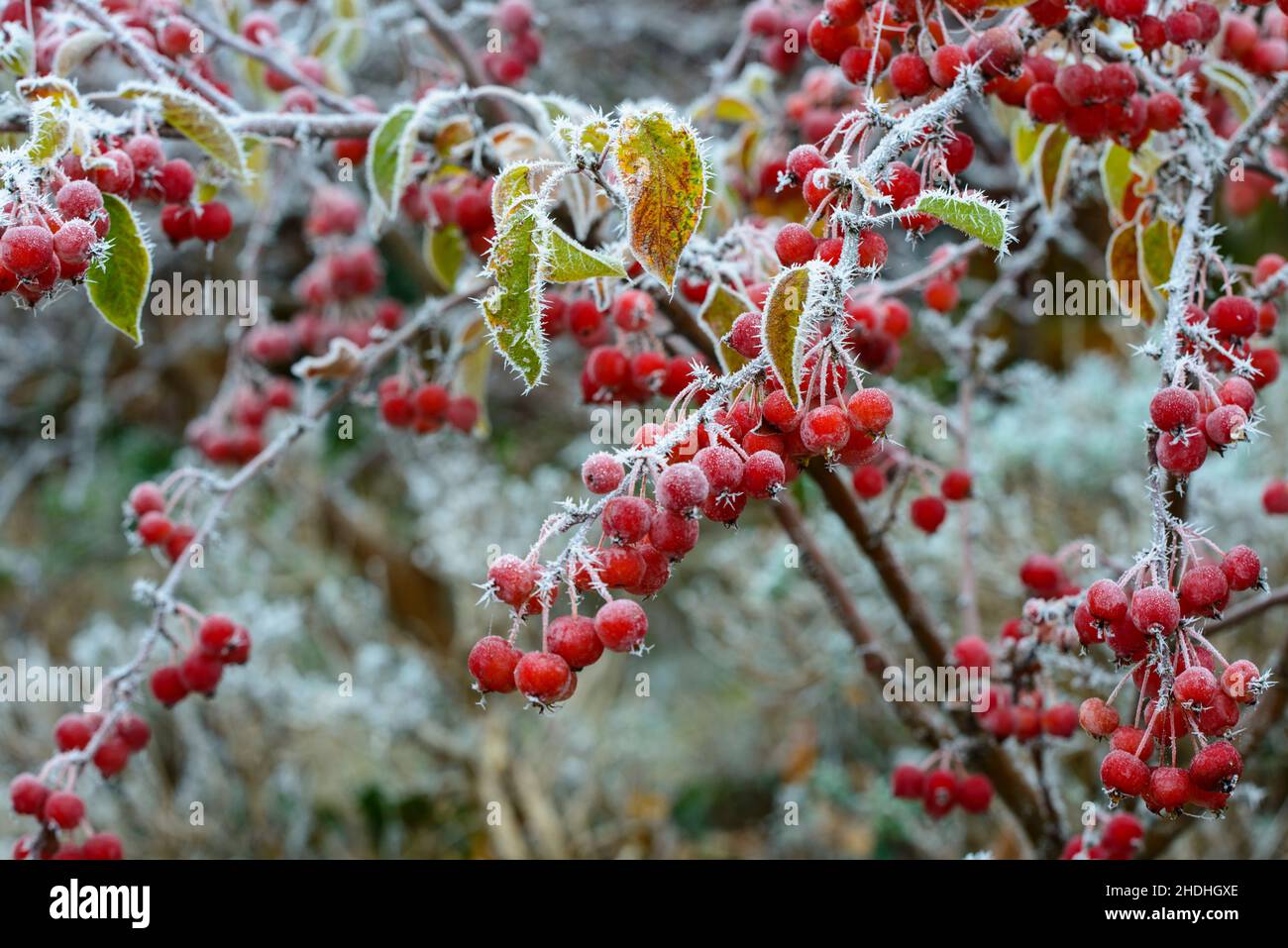 frost, rime, embellishment, frosts, rimes, ornamentals Stock Photo - Alamy