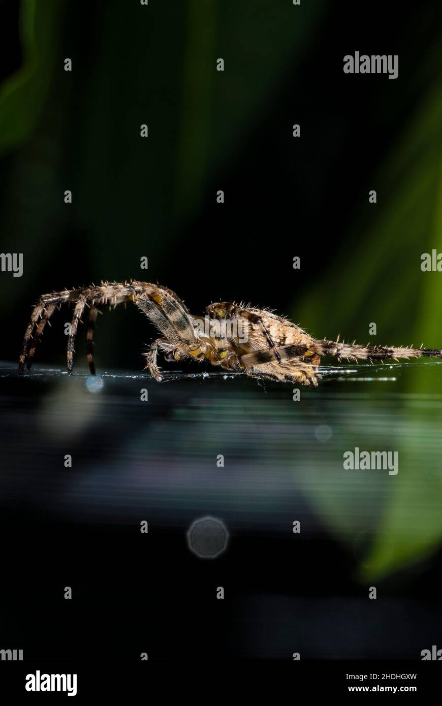 spider, trapped, spiders, trappeds Stock Photo - Alamy