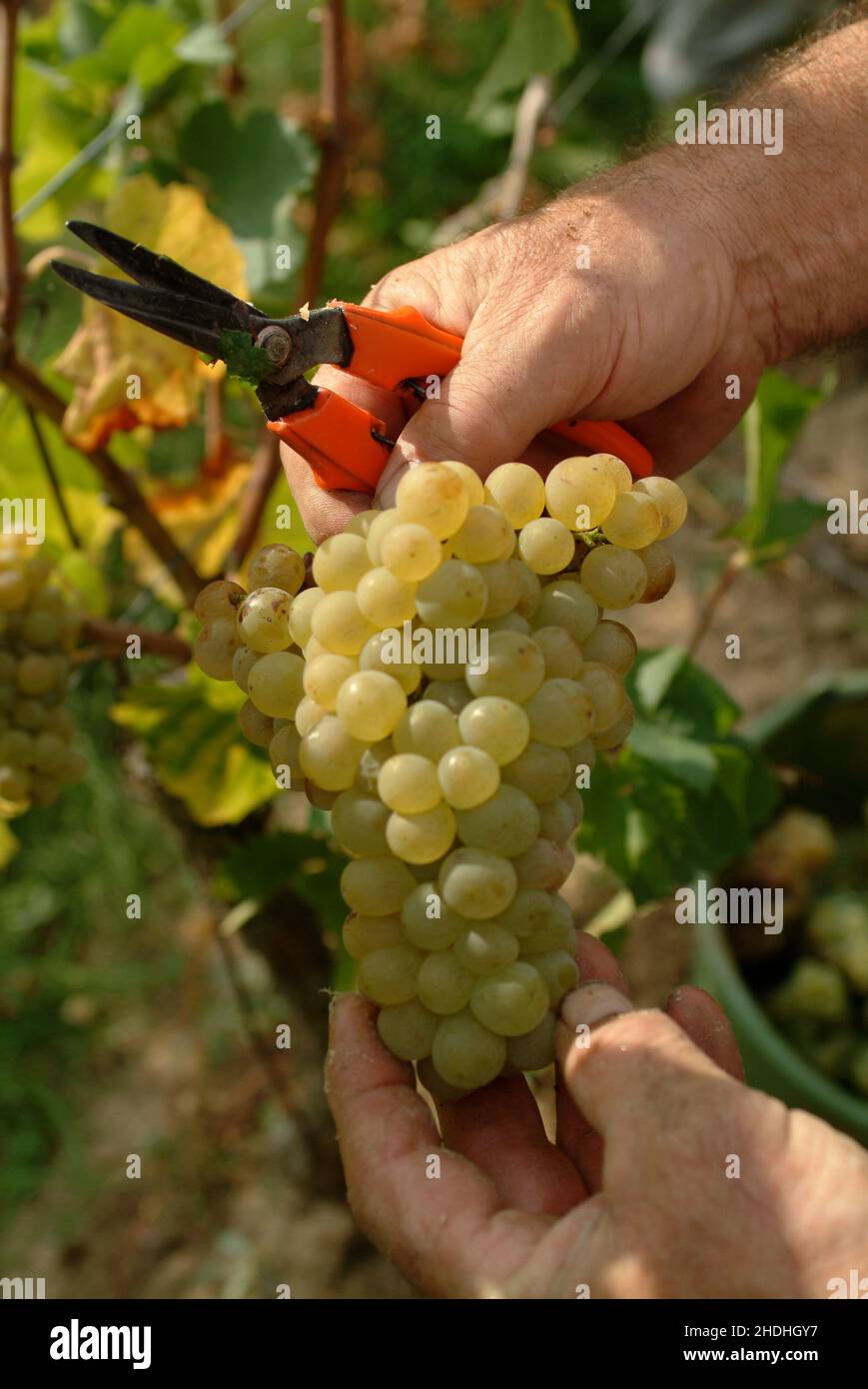 grape, vintage, scissors, grapes, vintages, scissor Stock Photo - Alamy