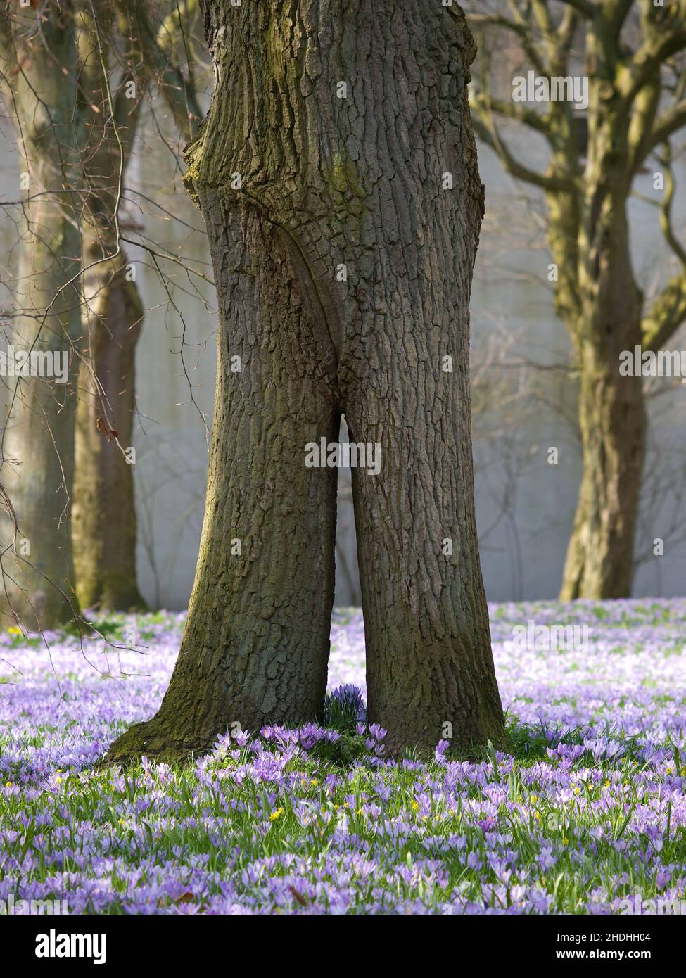 tree trunk, crocus, trunks Stock Photo - Alamy