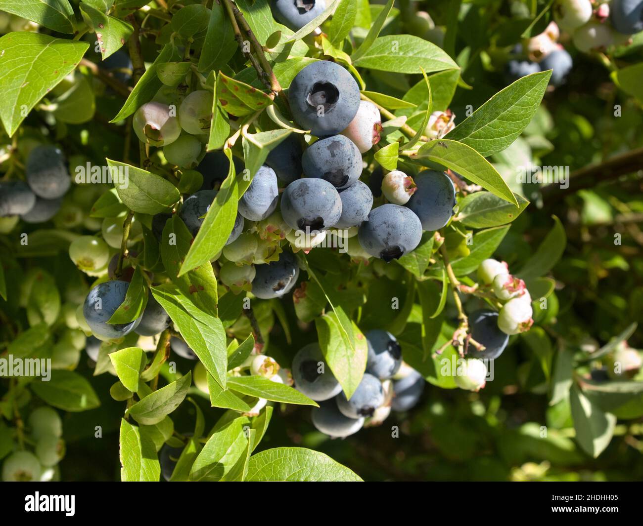 blueberry bush, blueberry, blueberry bushs, blueberries Stock Photo - Alamy