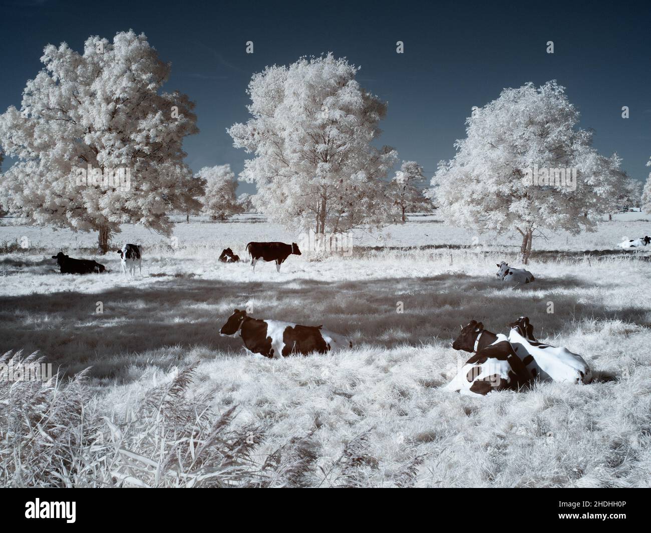 cow paddock, infrared, cow paddocks, infrareds Stock Photo - Alamy