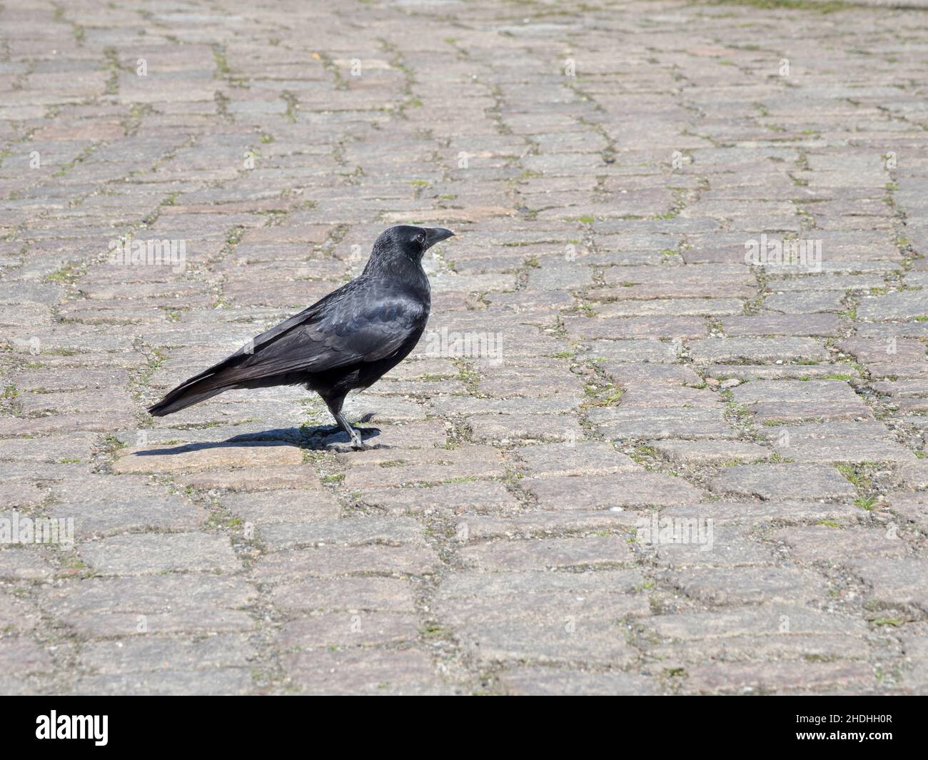 The crow road hi-res stock photography and images - Alamy