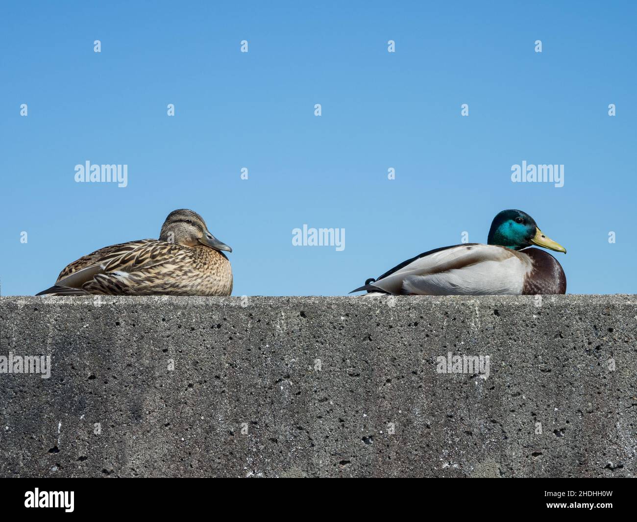 Two ducks mallard ducks hi-res stock photography and images - Alamy