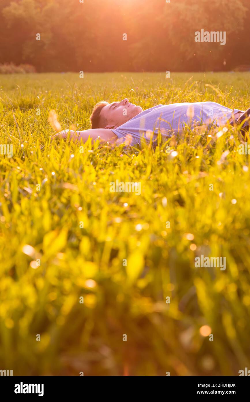 meadow, lying, sleeping, meadows, lying down, sleep, to be asleep, to ...