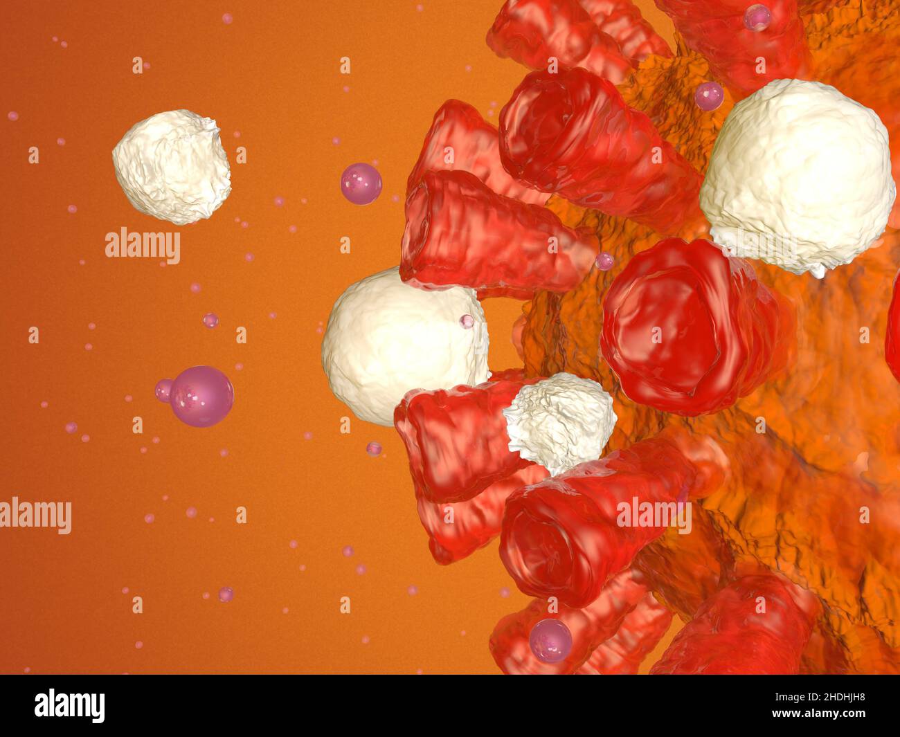 leukocytes, immune system, corona virus, leukocyte, immune systems ...