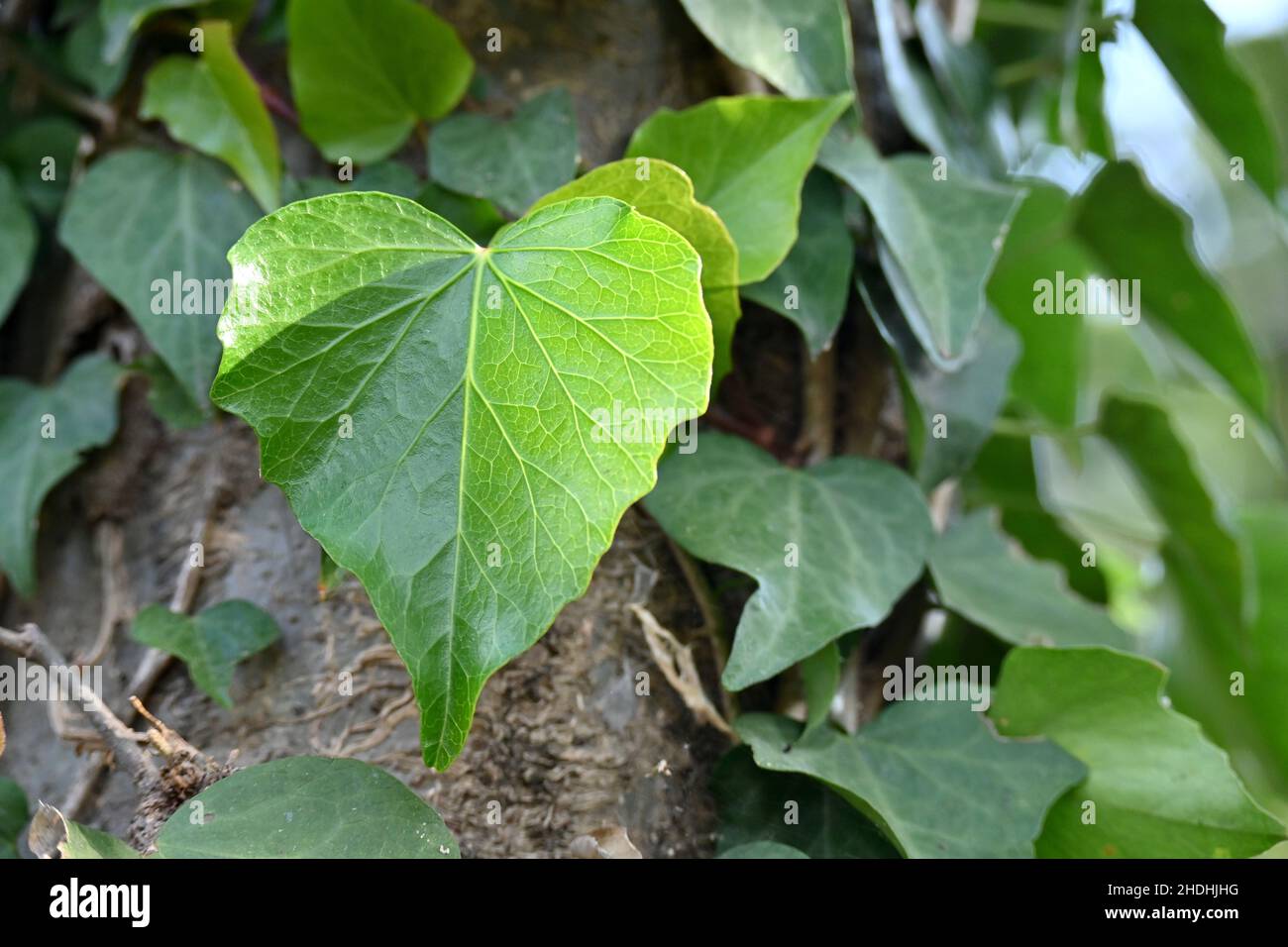 closeup the bunch ripe green tree vine with green leaves over out of ...