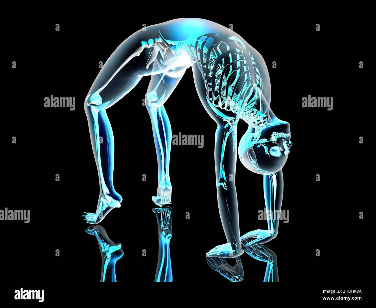 skeleton, back bending, flexibility, skeletons, backbend, backbends ...
