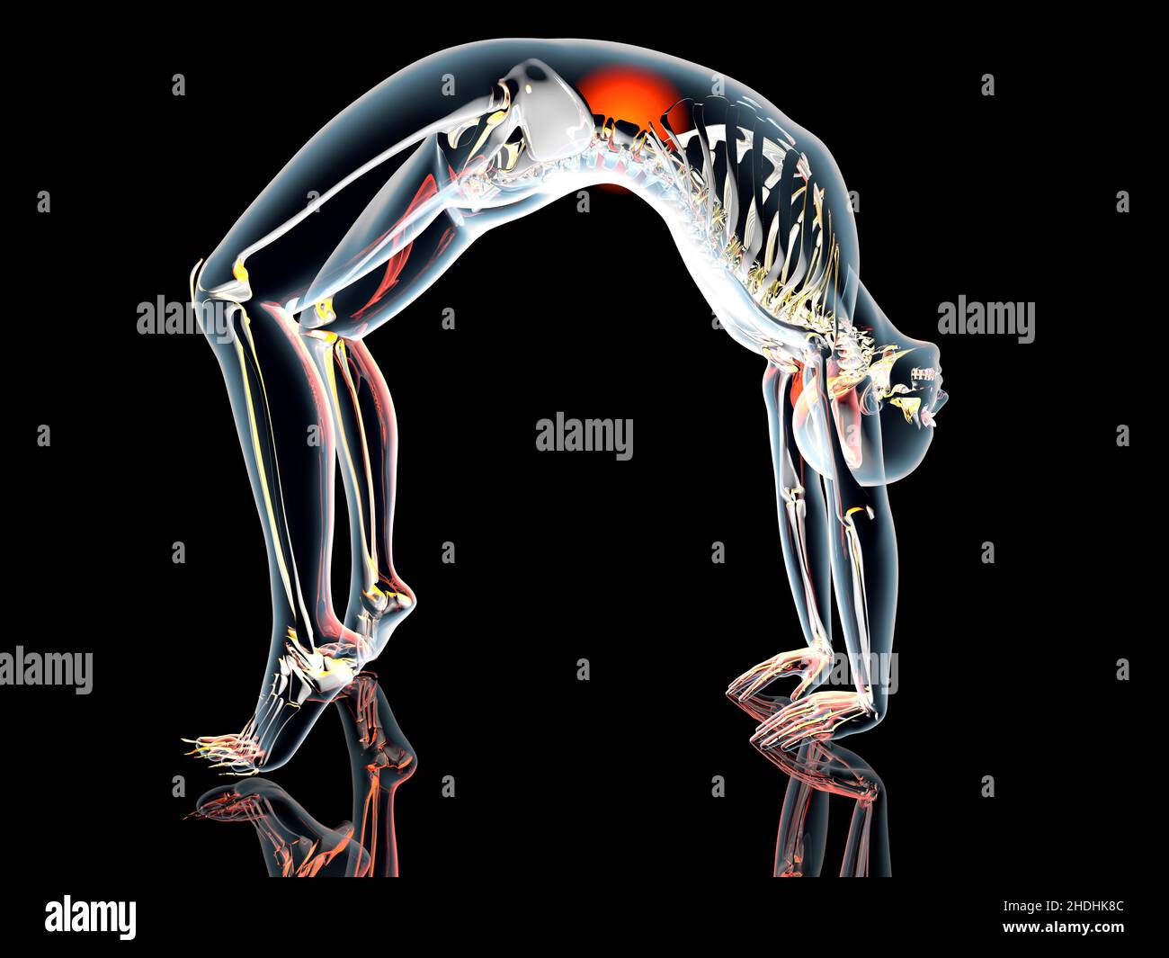 skeleton, anatomy, flexibility, skeletons, anatomies Stock Photo - Alamy
