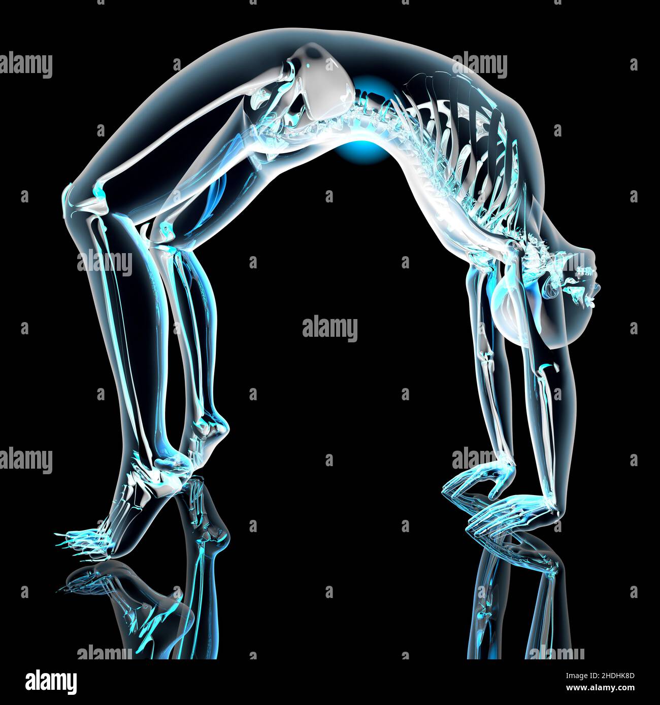 stretching, skeleton, anatomy, stretch, skeletons, anatomies Stock ...