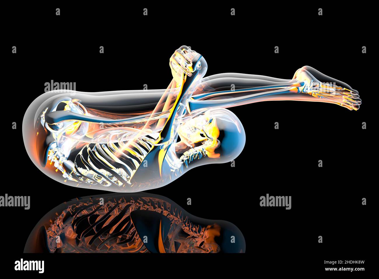 skeleton, human body, flexibility, skeletons, human bodies Stock Photo ...