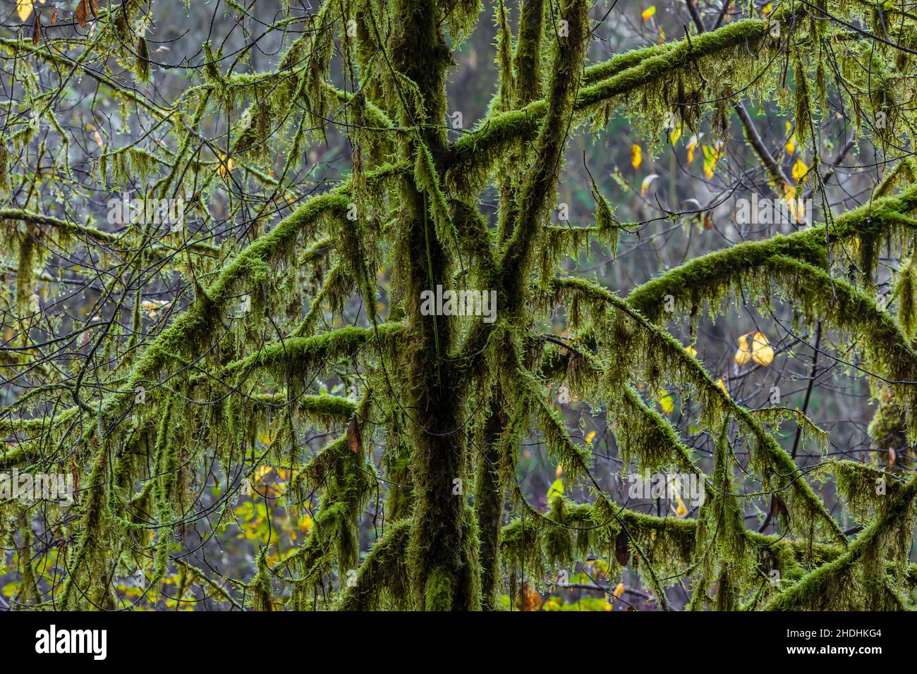 Moss-covered Vine Maples and other small trees in Redwood National and ...