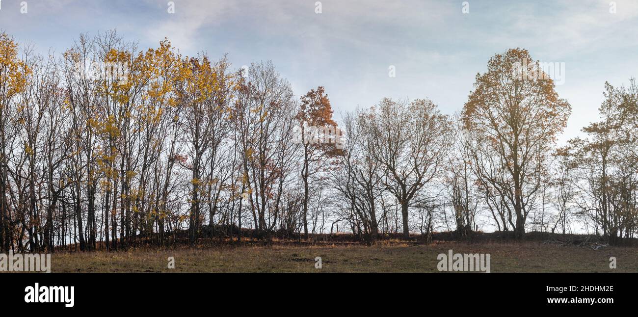 Tree silhouettes on horizon Stock Photo - Alamy