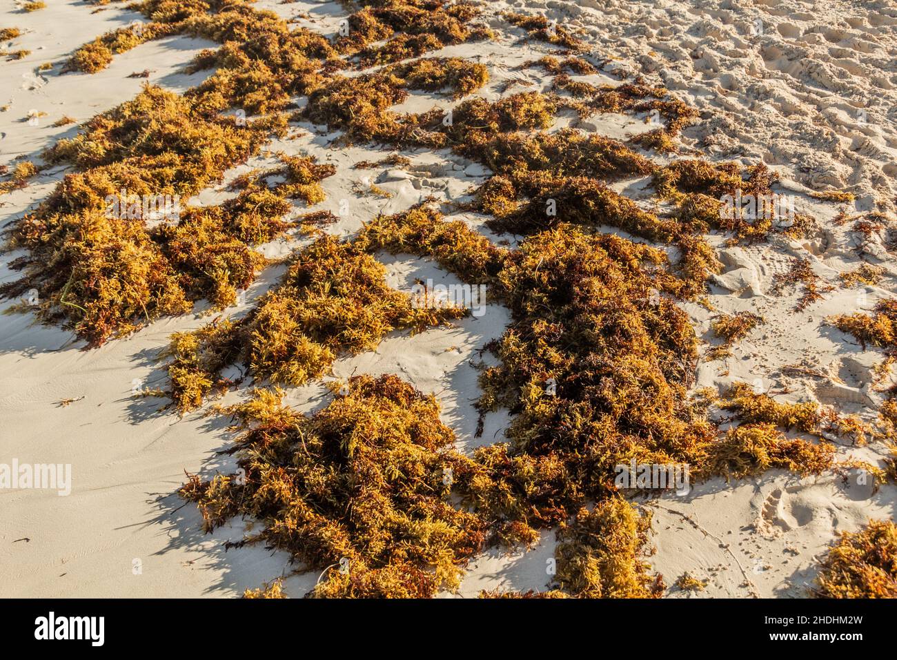 Seaweed at a sand beach Stock Photo - Alamy