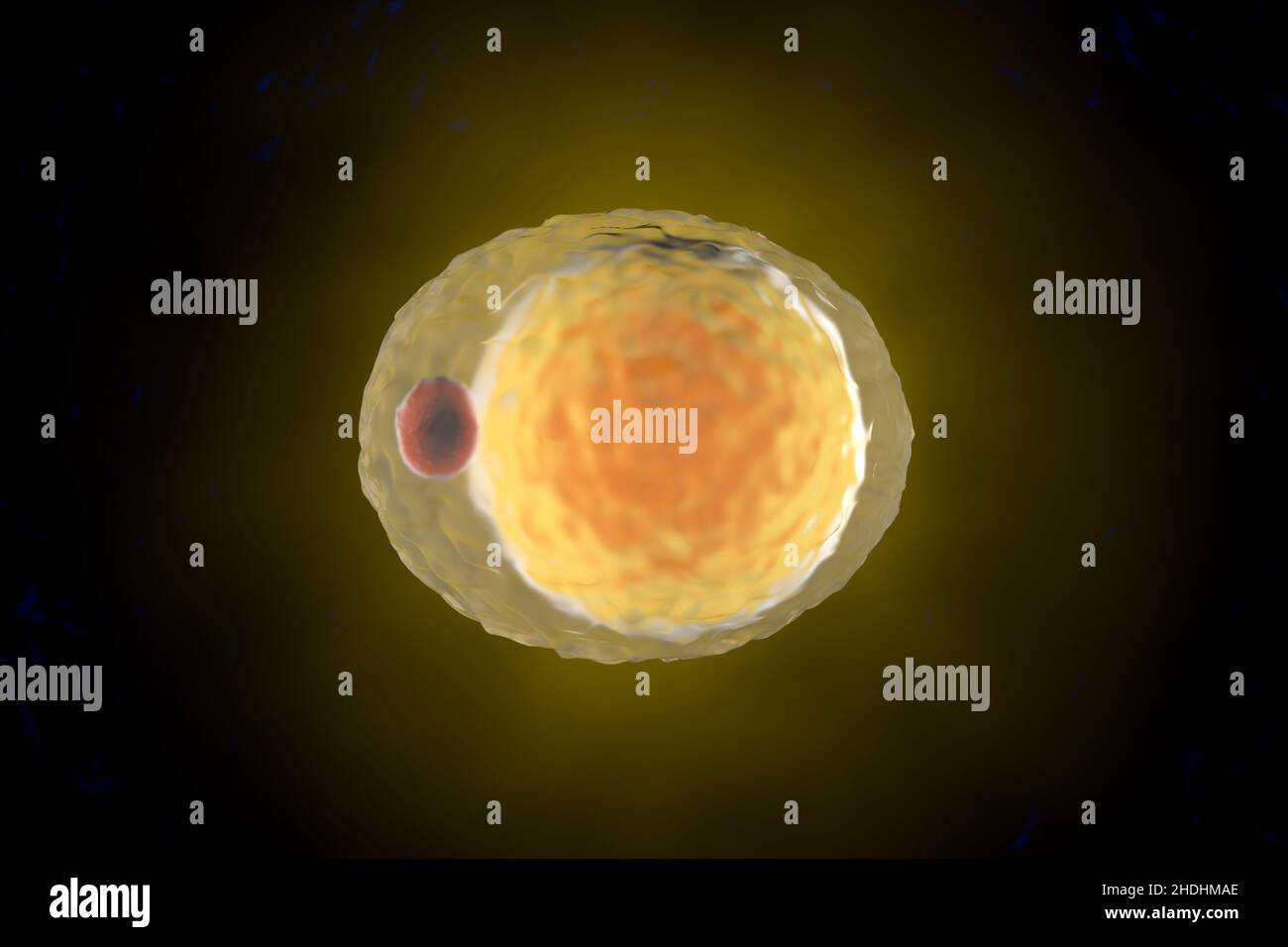 cell, fat, cells, fats Stock Photo - Alamy
