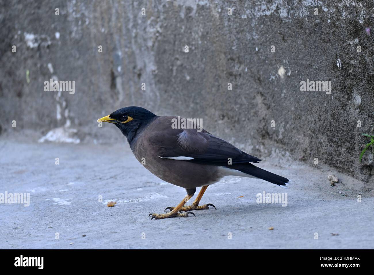 closeup the black brown myna birds stand and eating the feed over out ...