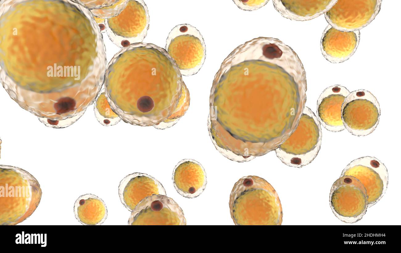 cell, microbiology, cells, microbiologies Stock Photo - Alamy