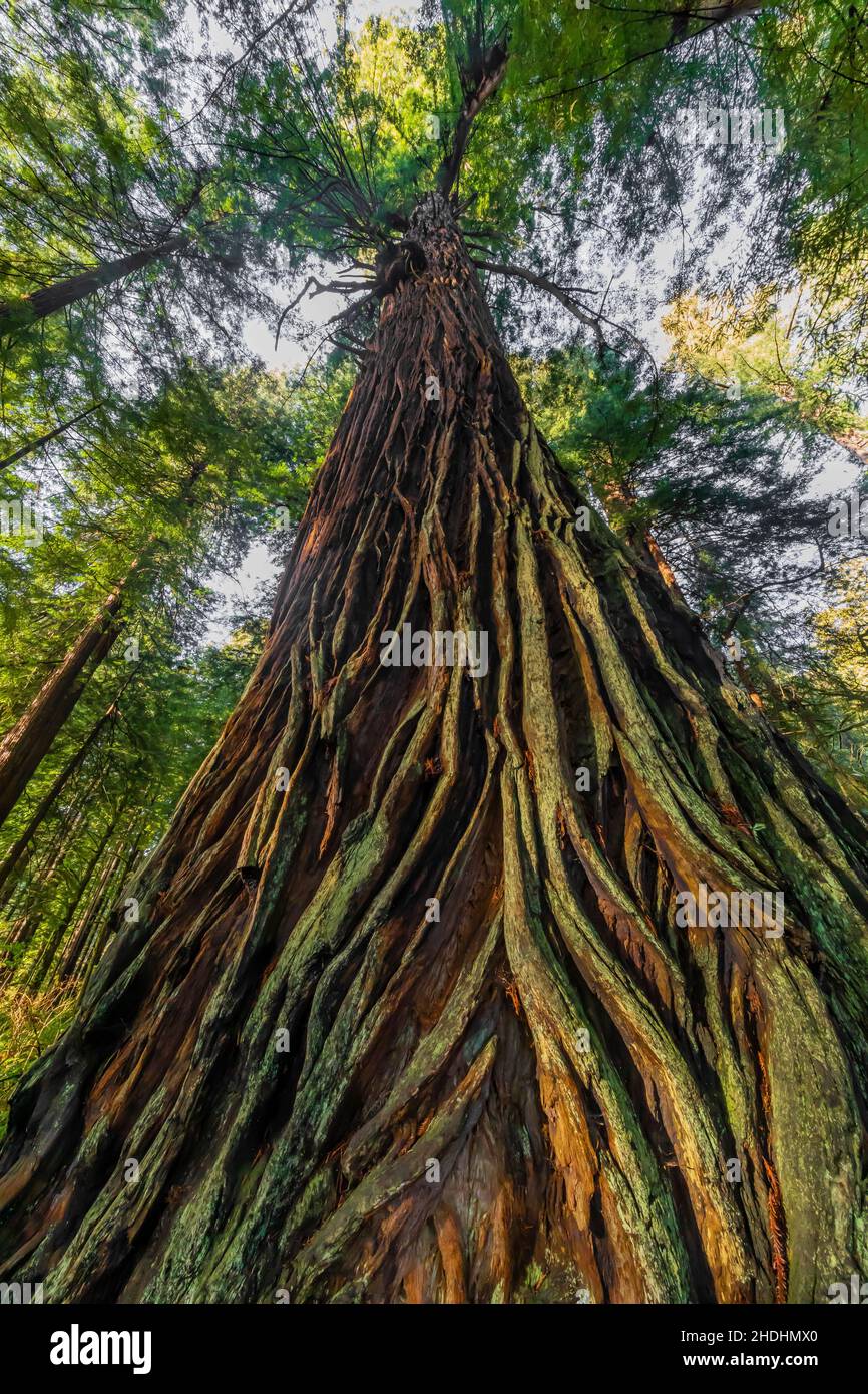 Coast Redwood with deeply furrowed bark in Prairie Creek Redwoods State ...