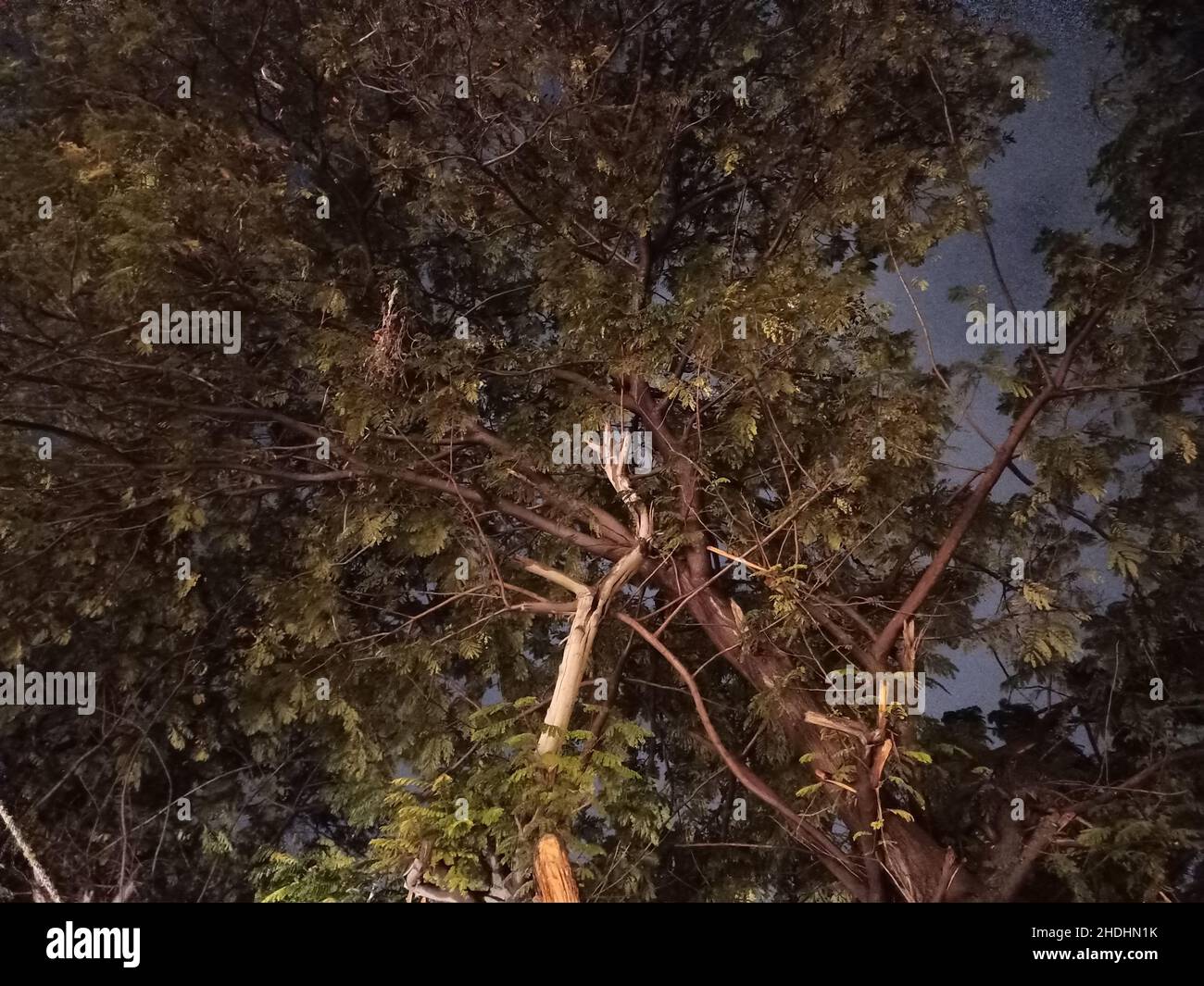 A large tree Stock Photo - Alamy
