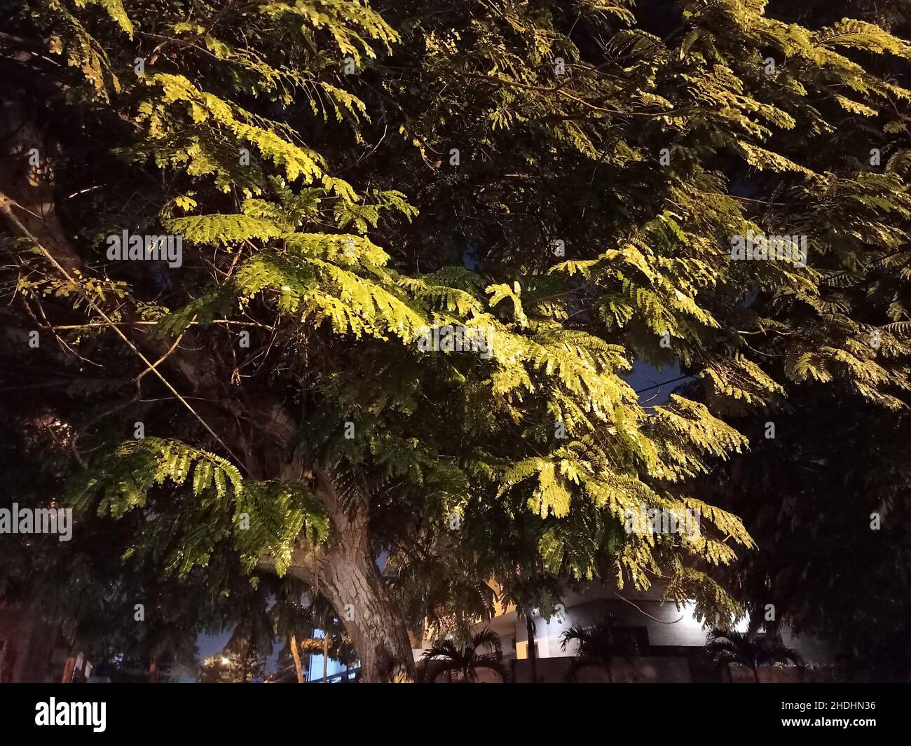 A large tree Stock Photo - Alamy