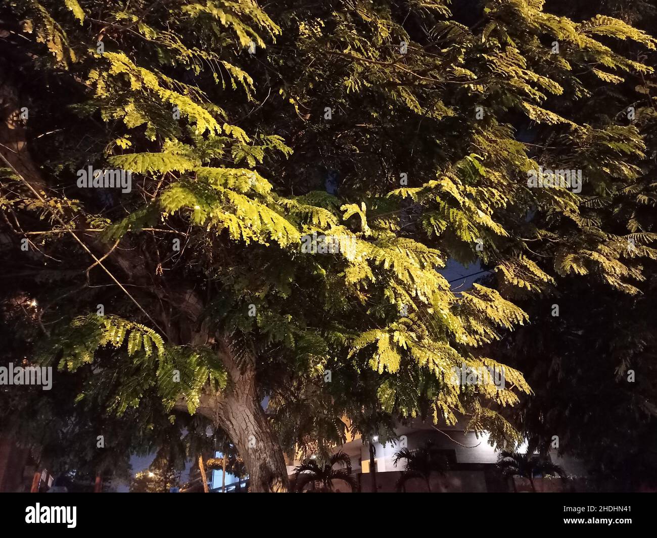 Tree branch growth hi-res stock photography and images - Alamy
