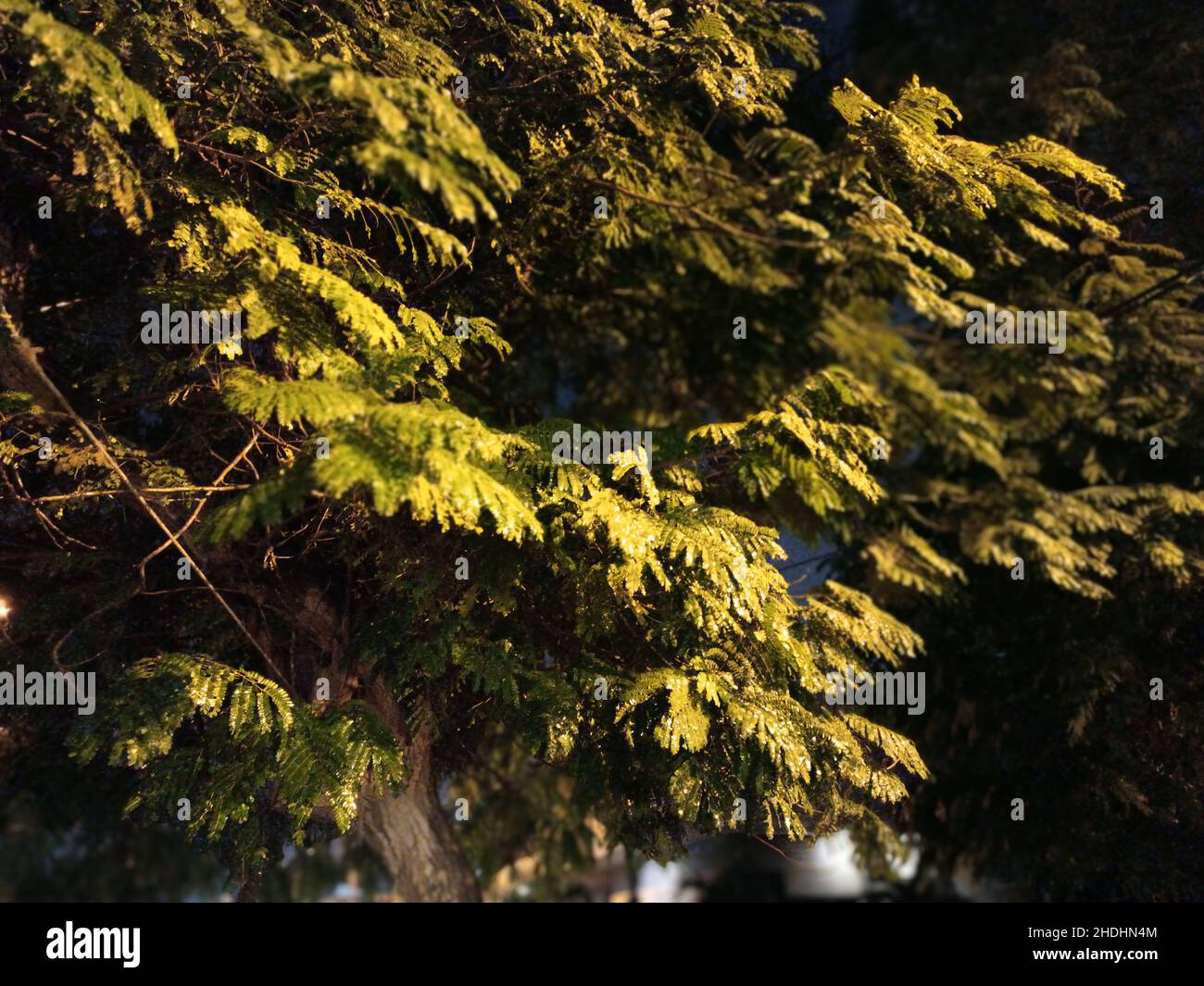 Tree branch growth hi-res stock photography and images - Alamy