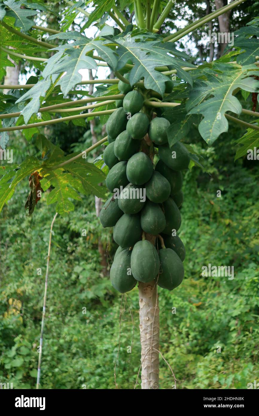 papaya, pawpaw tree, pawpaw trees Stock Photo - Alamy
