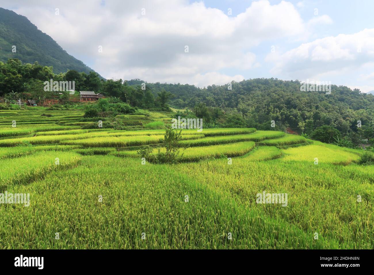 paddy field, paddy fields Stock Photo - Alamy