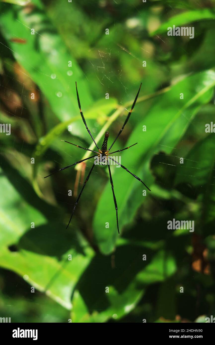 Nephilas hi-res stock photography and images - Alamy
