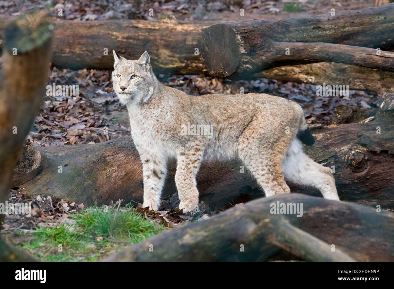 Lynxs hi-res stock photography and images - Alamy