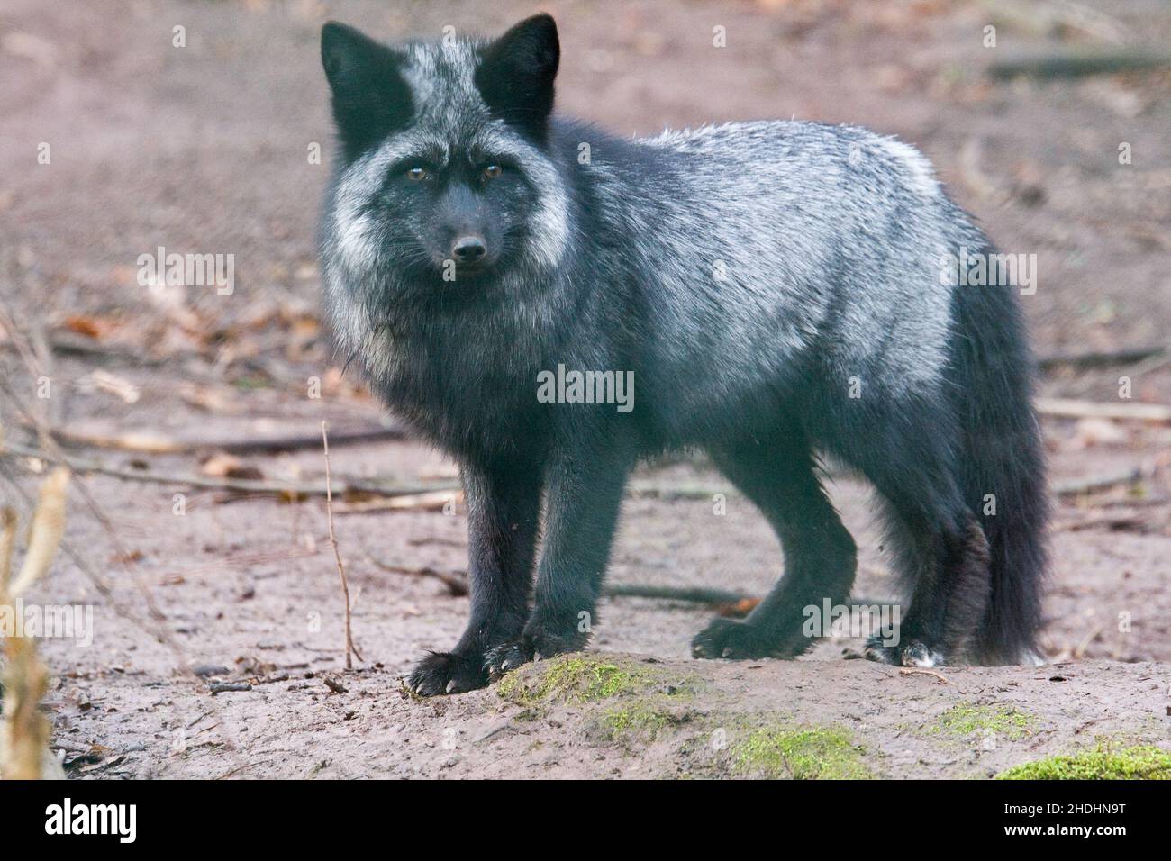 fox, silver fox, foxs Stock Photo - Alamy