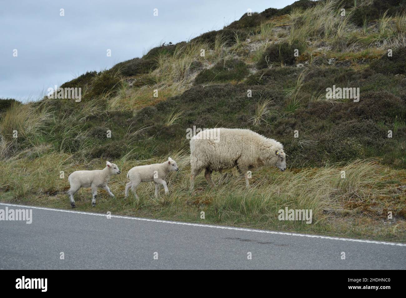 Sheep in row hi-res stock photography and images - Alamy