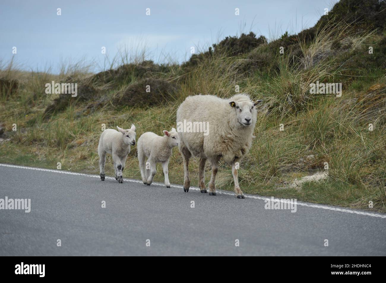 animal family, sheep, animal families, sheeps Stock Photo - Alamy