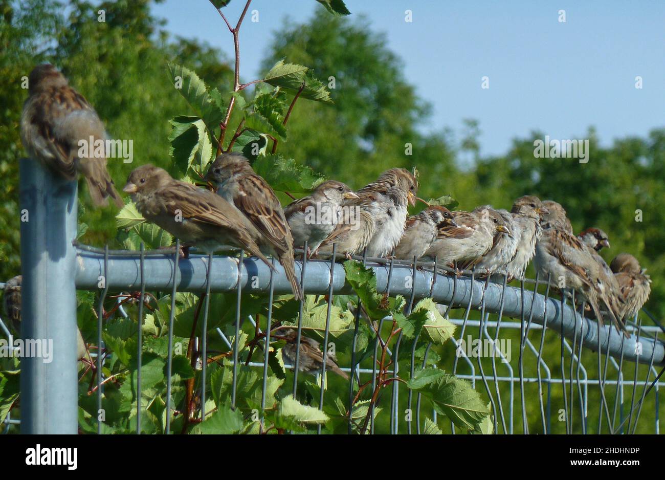 Group of sparrows hi-res stock photography and images - Alamy
