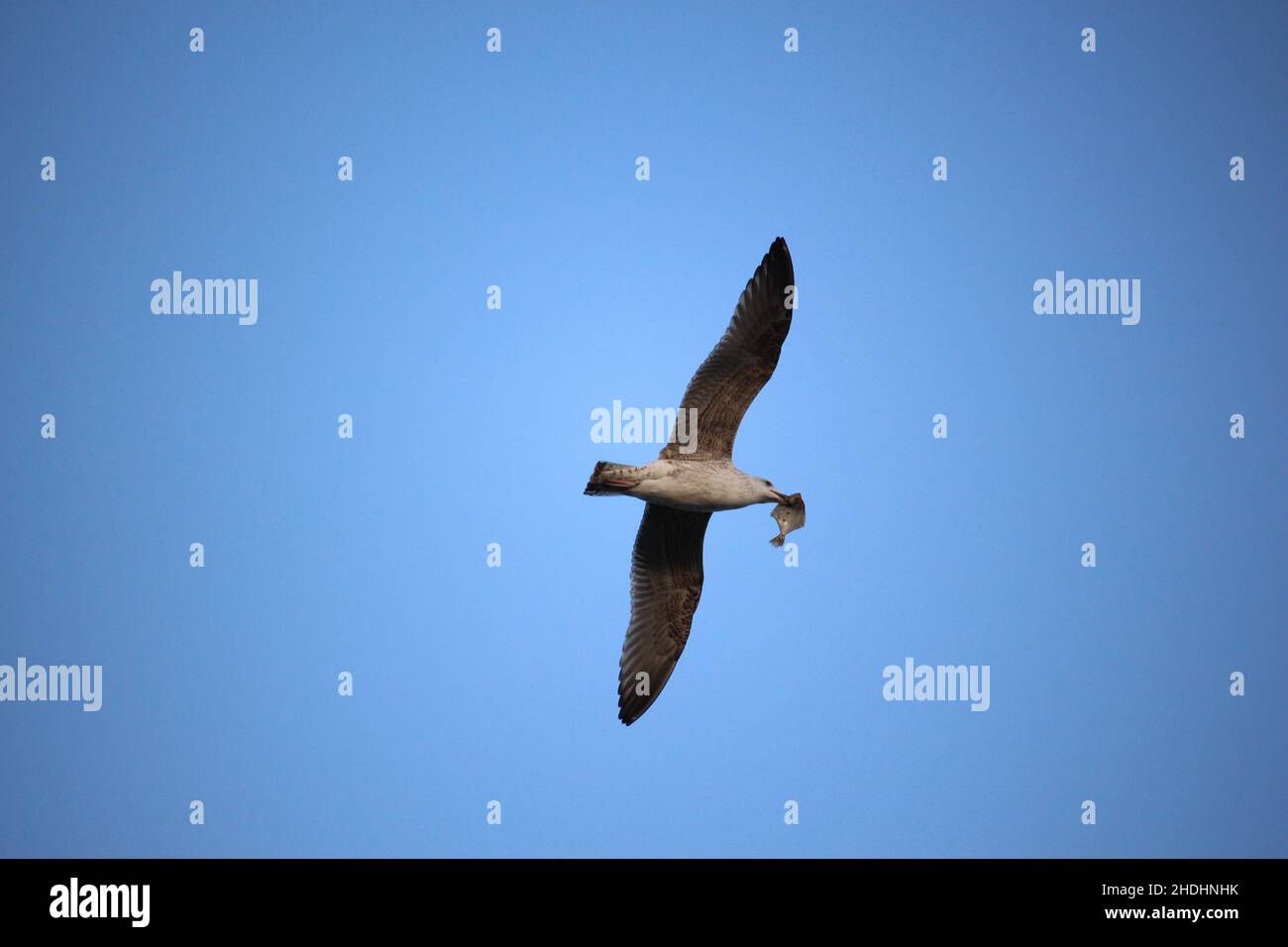 Seagull prey hi-res stock photography and images - Alamy