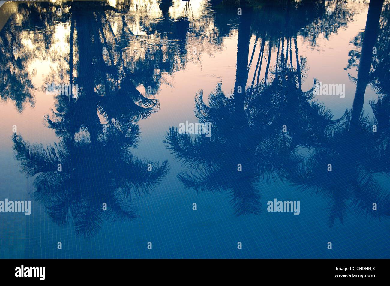 twilight, reflection, palm, twilights, reflections, palm trees Stock ...