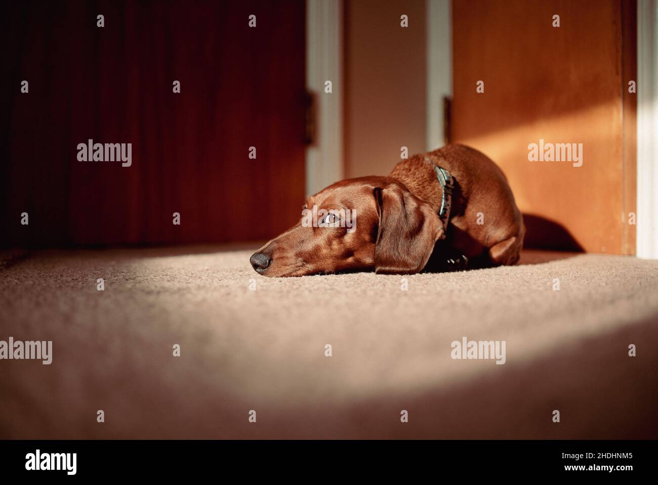 Short haired small brown dog hi-res stock photography and images - Alamy